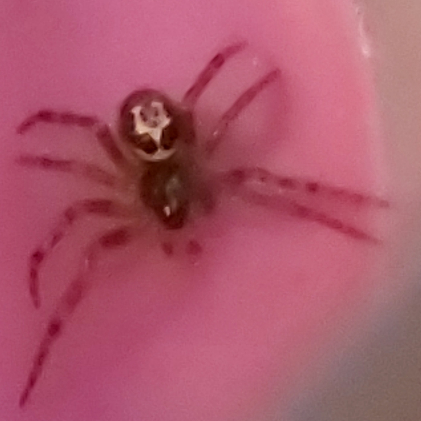 Pink Widow Spider