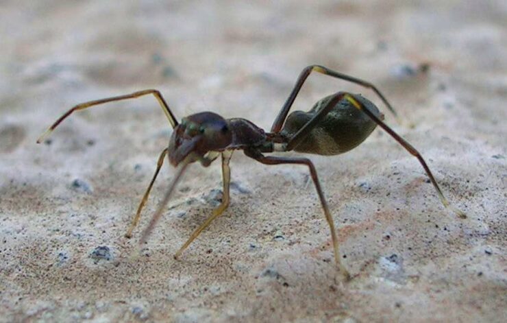 Unusual Spiders found in the UK – The False Widow Spider