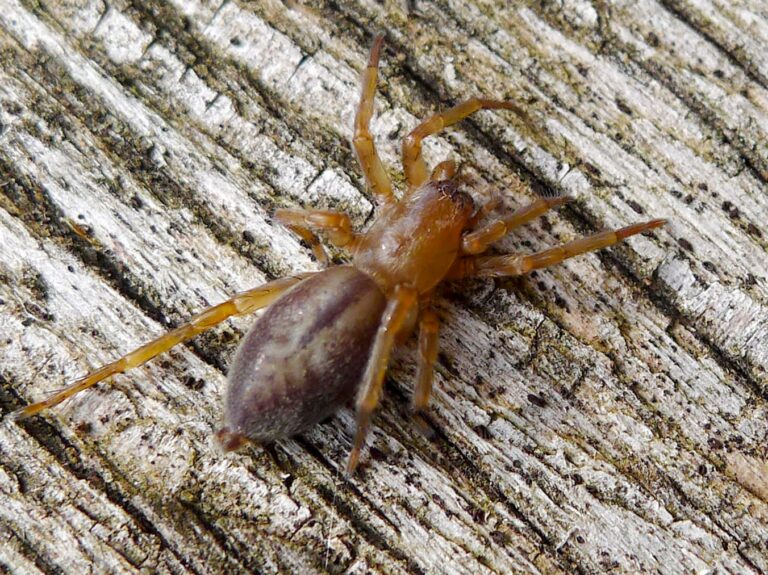 Unusual Spiders found in the UK – The False Widow Spider