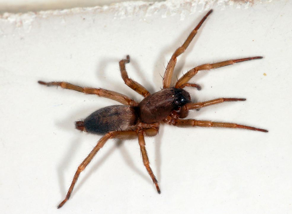 Bark Sac Spider – The False Widow Spider