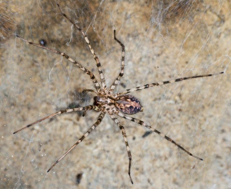 Biggest Spiders in the UK – The False Widow Spider