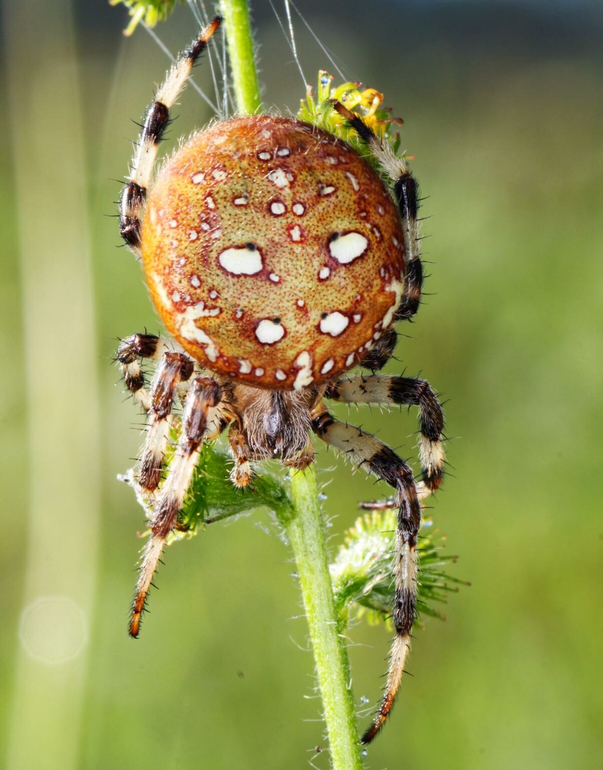 Biggest Spiders in the UK – The False Widow Spider
