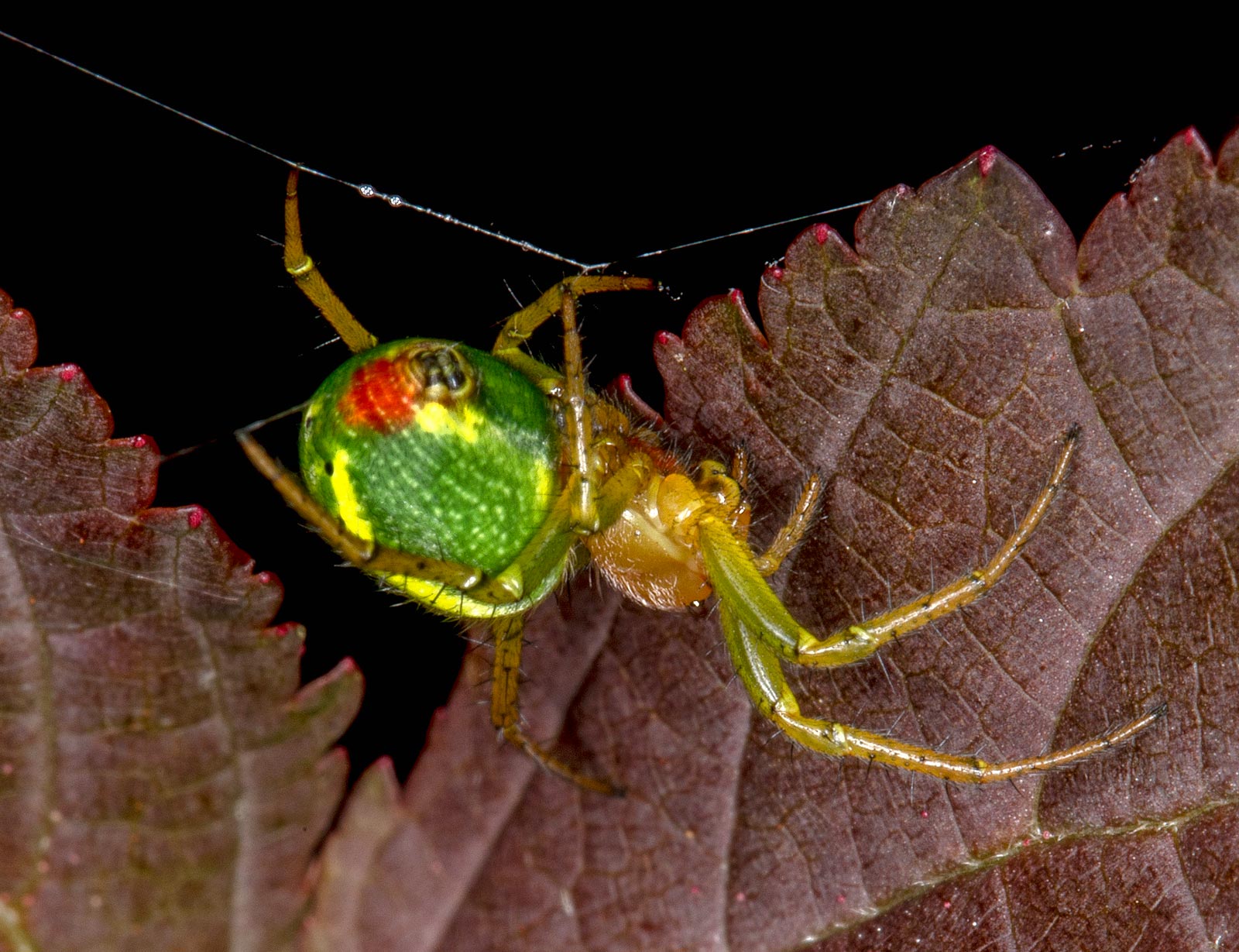 Cucumber Spider – A small but very bright green spider – The False ...