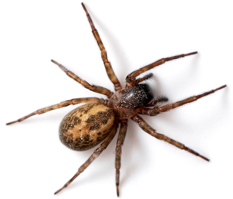 British Spiders that Bite – The False Widow Spider