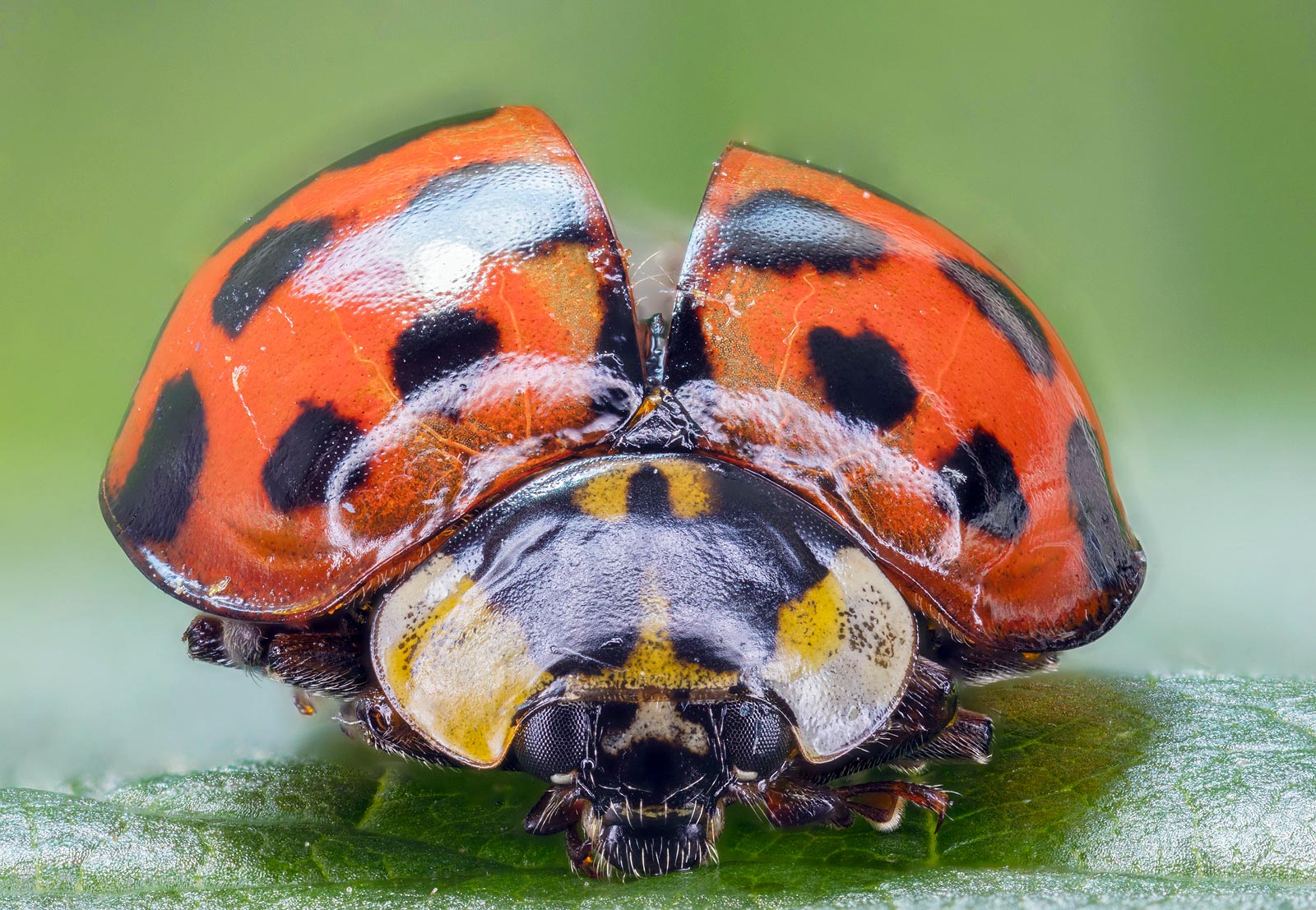 Ladybirds – The False Widow Spider