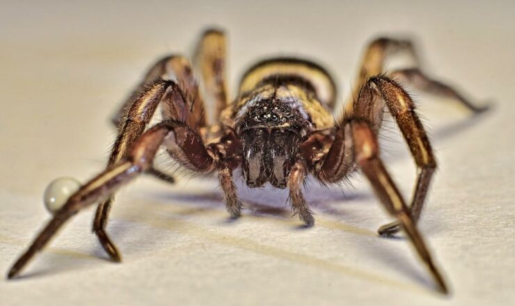 Mouse Spider – The False Widow Spider