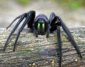 Unusual Spiders found in the UK – The False Widow Spider