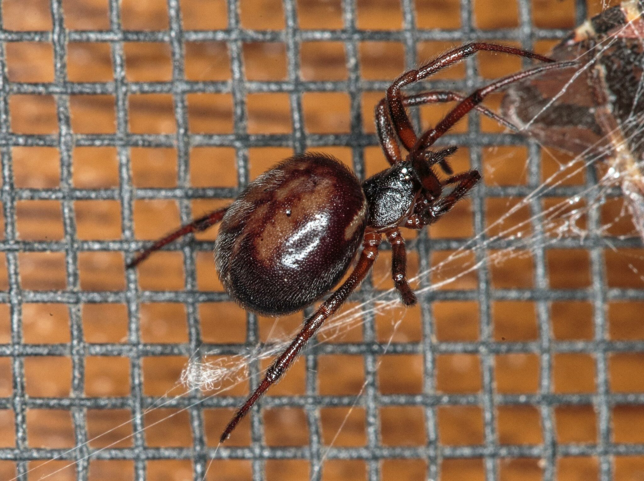 The False Widow spider family (Steatoda) – The False Widow Spider