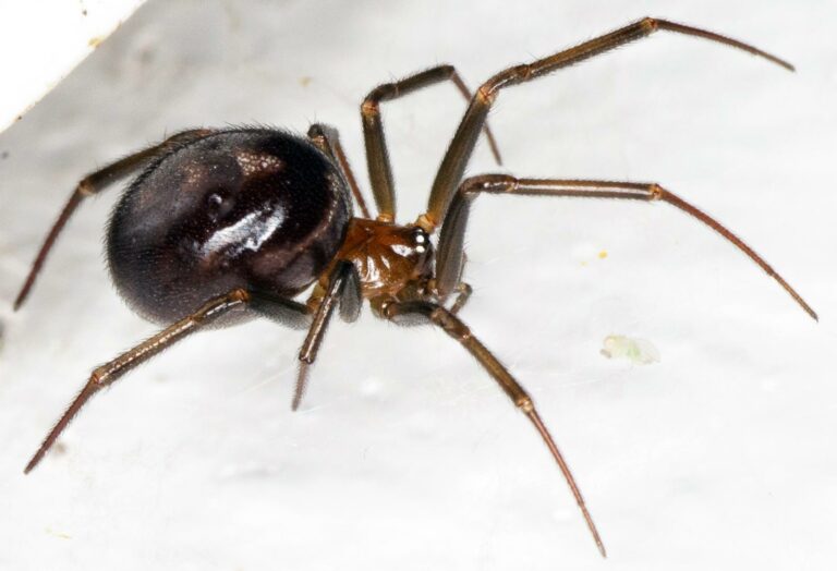 Tube Web Spider – The False Widow Spider