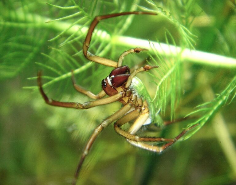 Unusual Spiders found in the UK – The False Widow Spider